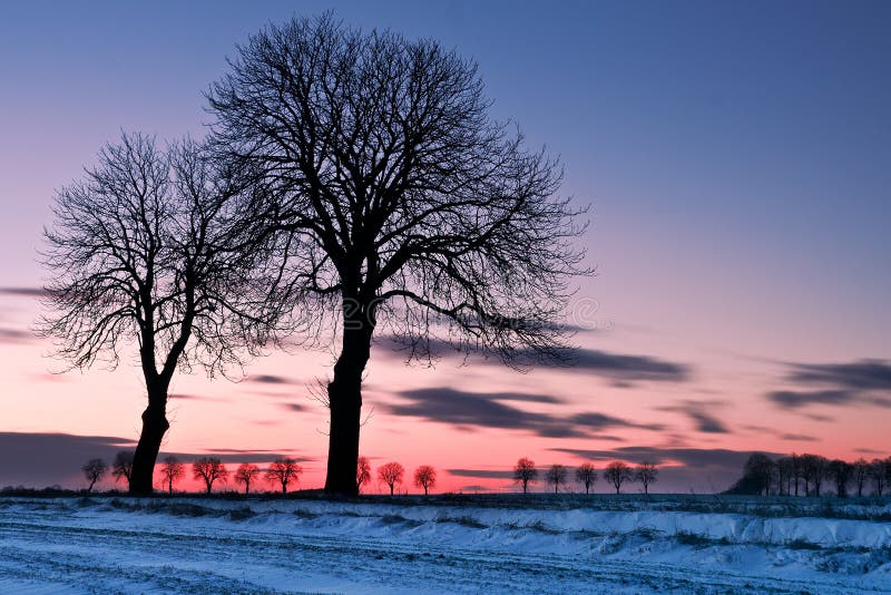 Winter trees after sunset. stock photo. Image of hour - 24058354