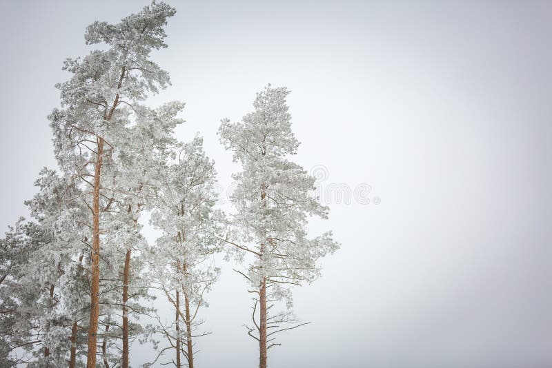 Winter Trees with White Rime Stock Image - Image of branch, crystal ...