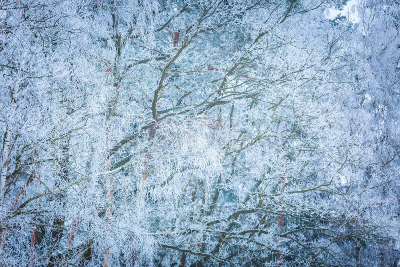 Winter Trees with White Rime Stock Image - Image of frost, abstract ...