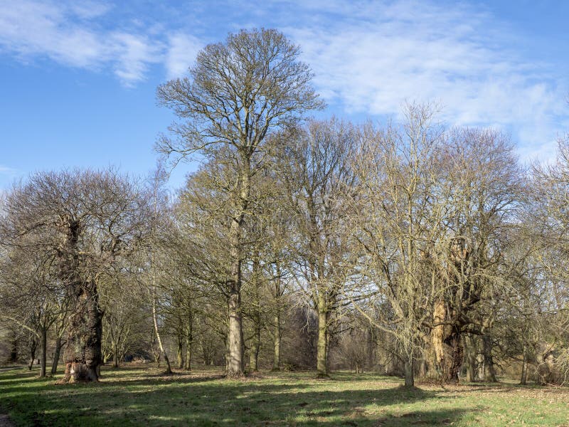 Winter Trees in the Yorkshire Arboretum, North Yorkshire, England Stock ...
