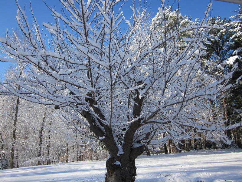 Snowcrusted Stock Photos - Free & Royalty-Free Stock Photos from Dreamstime