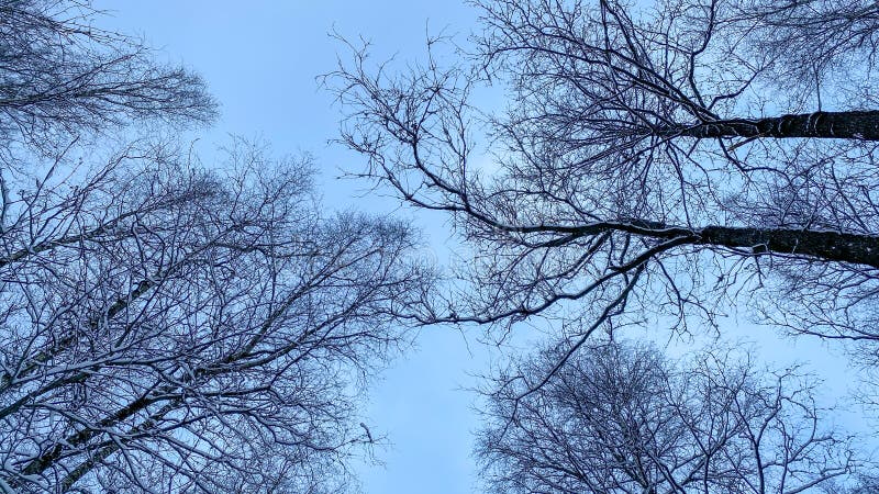 Winter Treetops Look Up To the Sky. Trees Bottom View Stock Photo ...