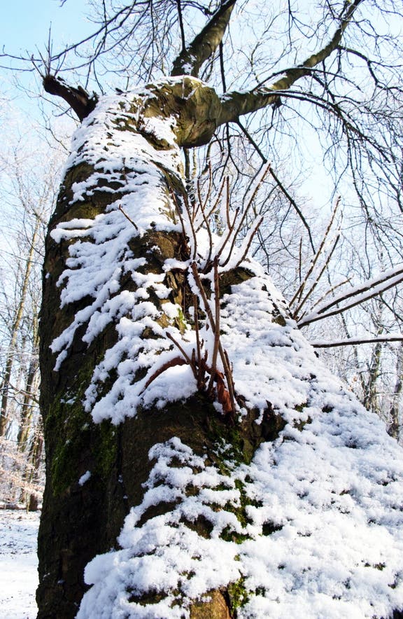 The winter Trunk stock image. Image of blue, winter, tree - 584917