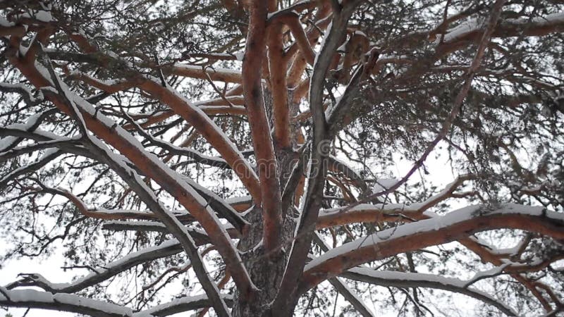 Snow-covered Trunk of a Large Pine Stock Footage - Video of country ...