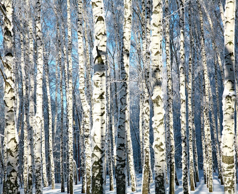 Winter Trunks of Birch Trees in Sunlight Stock Photo - Image of pattern ...