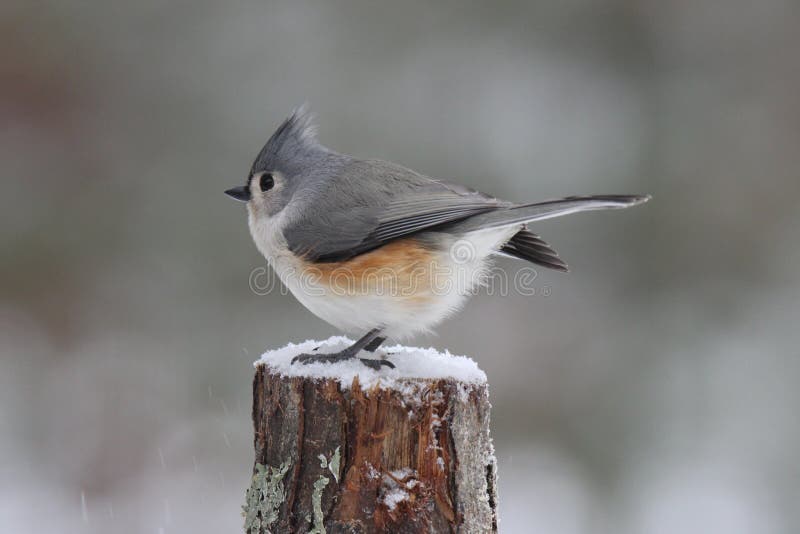 Winter Tufted Titmouse stock photo. Image of cold, bicolor - 86058752