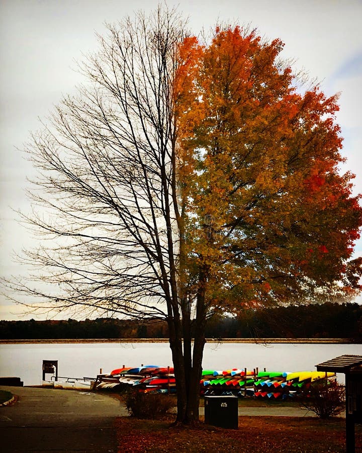 Same Tree Different Seasons Stock Photos - Free & Royalty-Free Stock ...