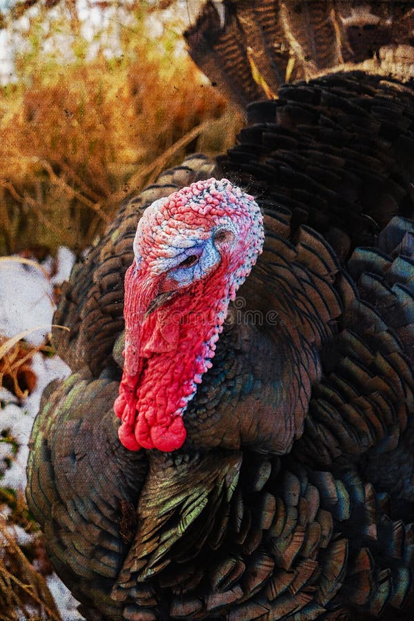 Winter Barnyard Turkey stock photo. Image of domestic - 185570848