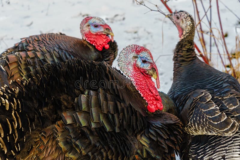 Winter Barnyard Turkey stock photo. Image of domestic - 185570848