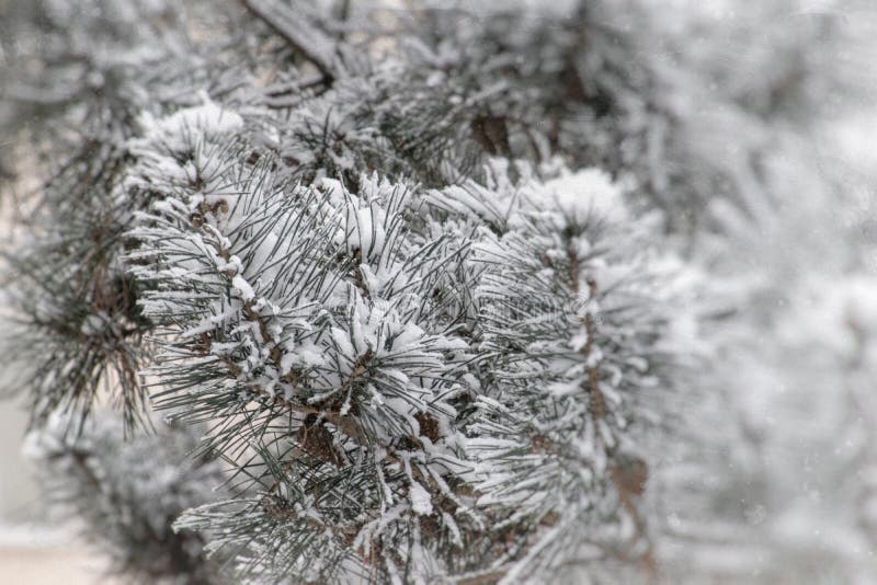 Winter twig with bud. stock photo. Image of cold, season - 36998224
