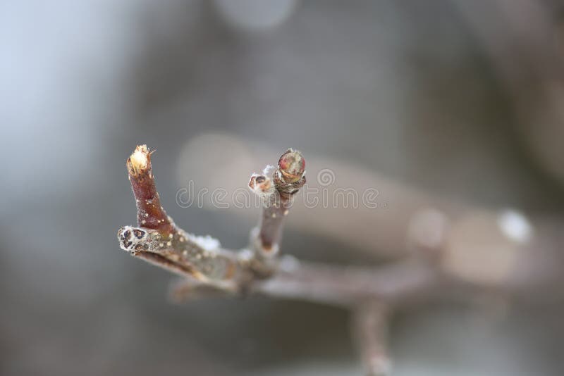 Winter twig with bud. stock photo. Image of cold, season - 36998224