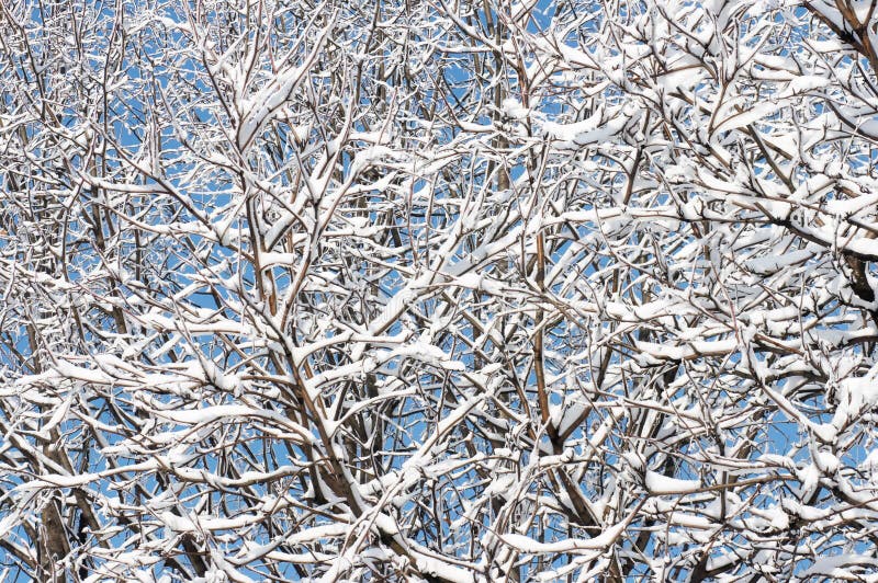 Snow on Branch stock image. Image of winter, covering - 4913061
