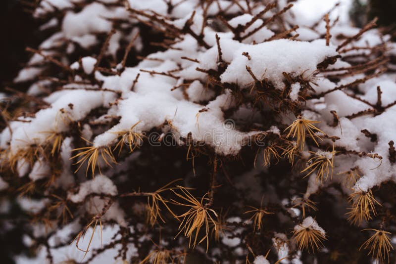 Winter Twigs, Bush. Sticks among the Snow for Wallpaper. Stock Image ...