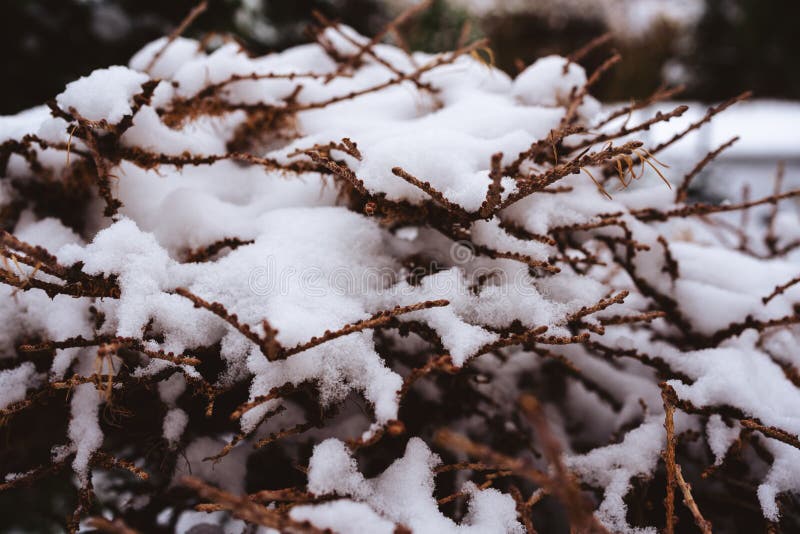 Winter Twigs, Bush. Sticks among the Snow for Wallpaper. Stock Photo ...