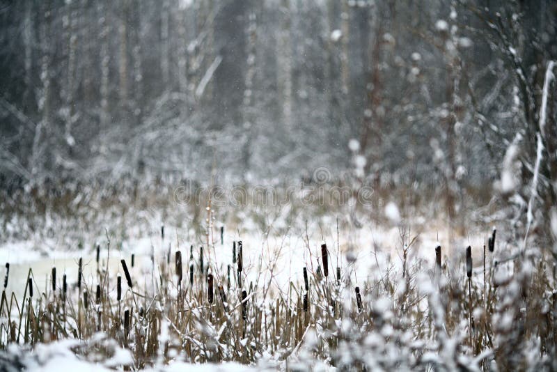 Winter Twigs and Grass Covered with Frost and Snow Stock Photo - Image ...