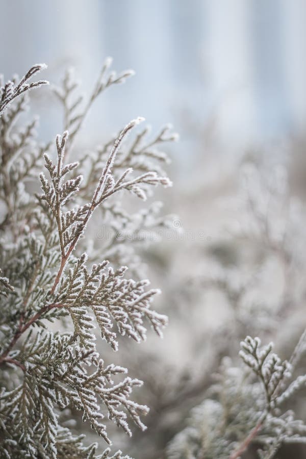 Winter twigs and grass stock image. Image of landscape - 63557691