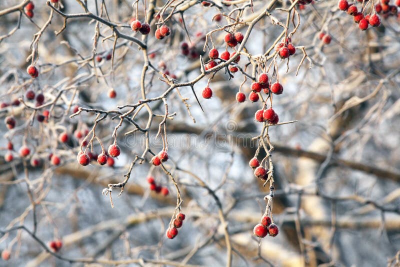 Winter Twigs and Grass Covered with Frost and Snow Stock Image - Image ...