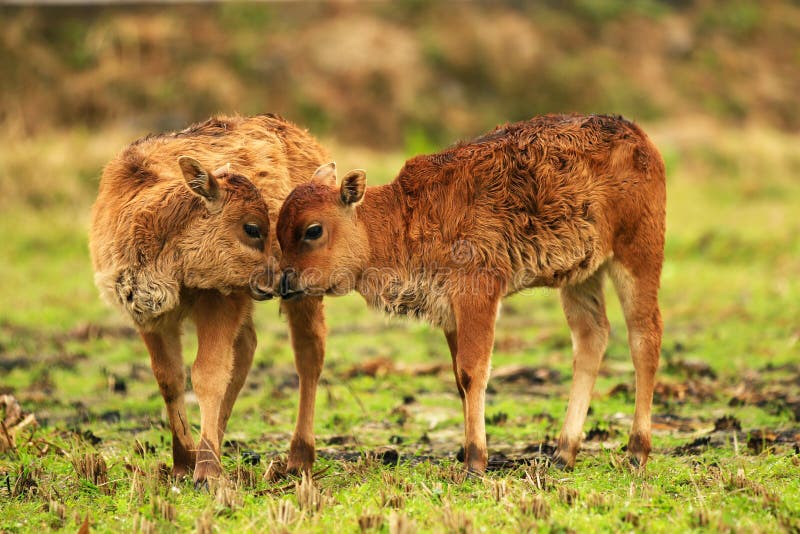 Calf,two Calves,two Calves Playing Stock Image - Image of female, cows ...