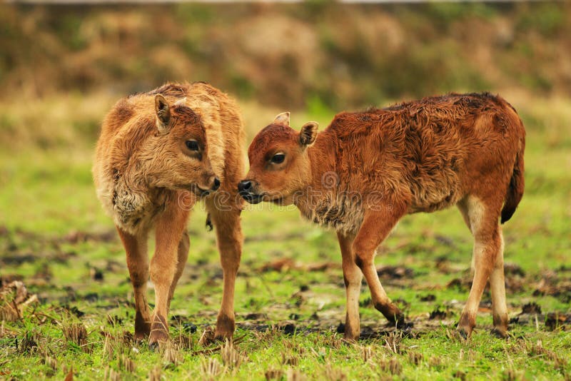 Two Young Calves Playing on the Grass Stock Image - Image of blurred ...