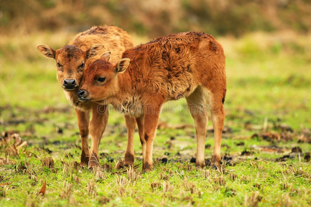 Two Young Calves Playing on the Grass Stock Image - Image of field ...