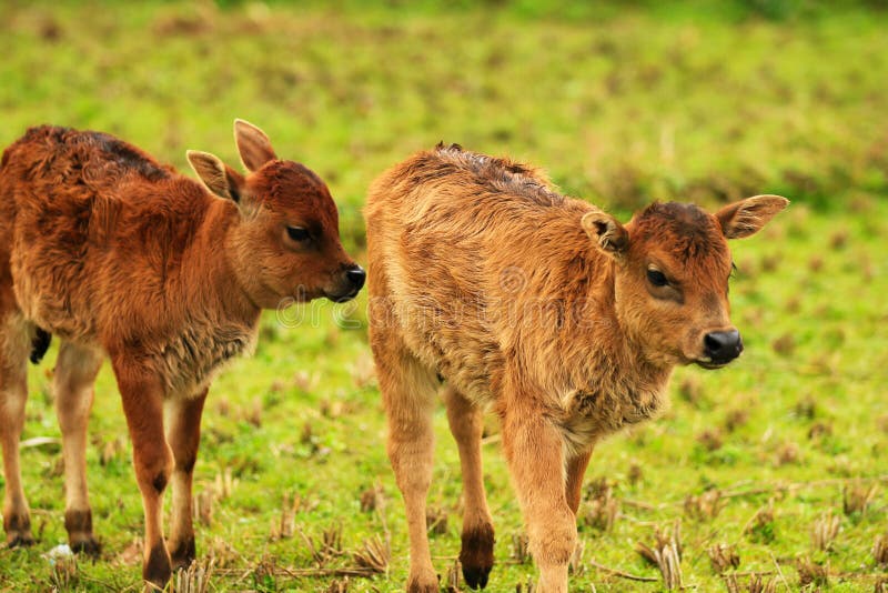 Two Young Calves Playing on the Grassland Stock Photo - Image of ...