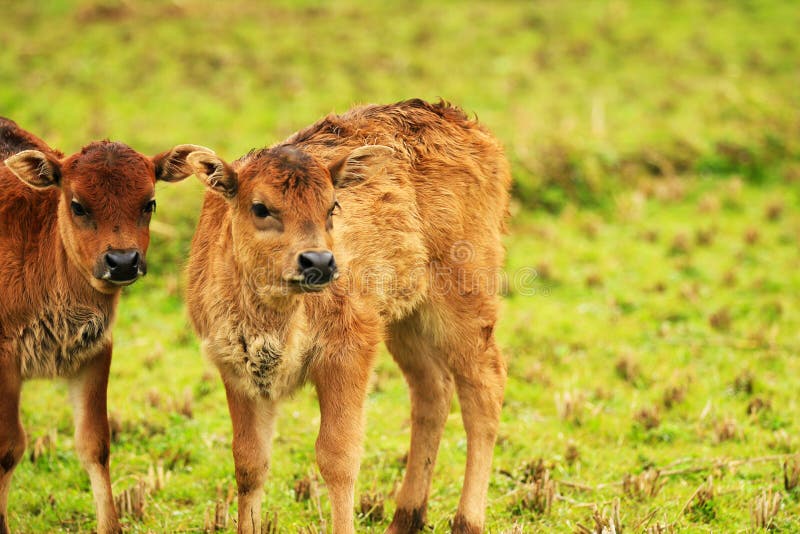 Two Young Calves Playing on the Grassland Stock Photo - Image of fowl ...