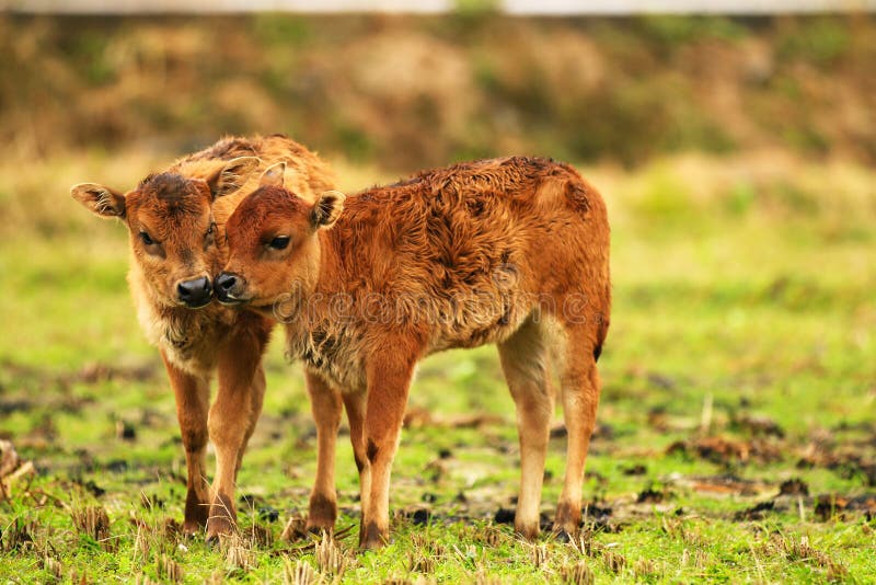 Two Young Calves Playing on the Grass Stock Image - Image of ...