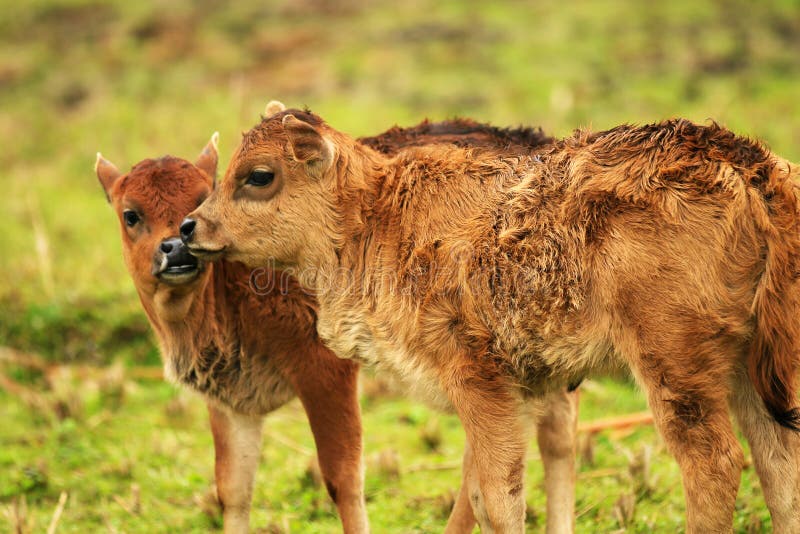Two Young Calves Playing on the Grass Stock Image - Image of blurred ...