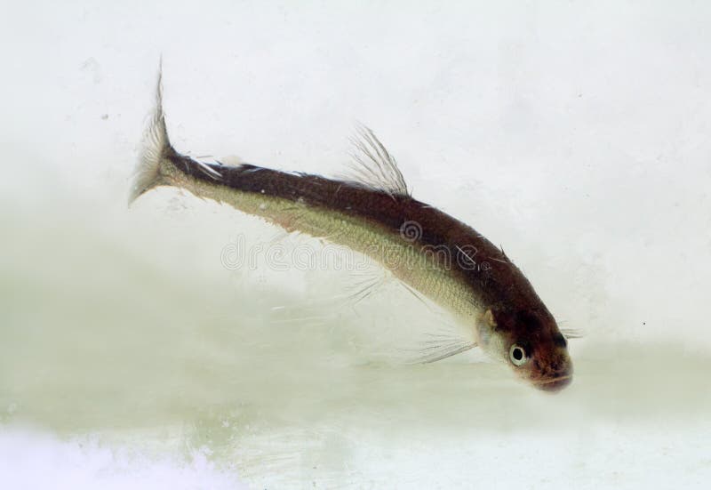 The Eurasian Ruffe (Gymnocephalus Cernuus). Stock Image - Image of ...