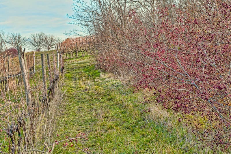 Winter videyards stock photo. Image of countryside, hills - 106115188