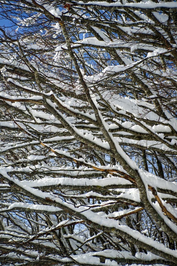 Snow-covered tree branch stock image. Image of seasonal - 124189771