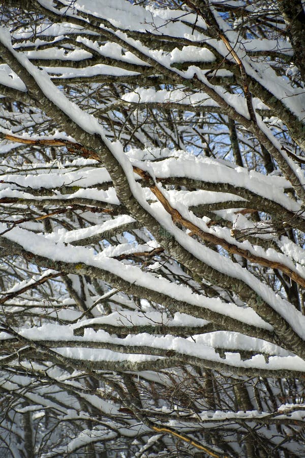 Snow-covered tree branch stock image. Image of january - 124189809