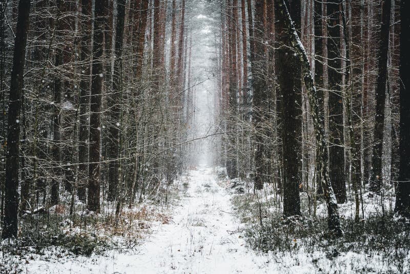 Winter View of Forest Pathway Stock Image - Image of snowy, cold: 110144787