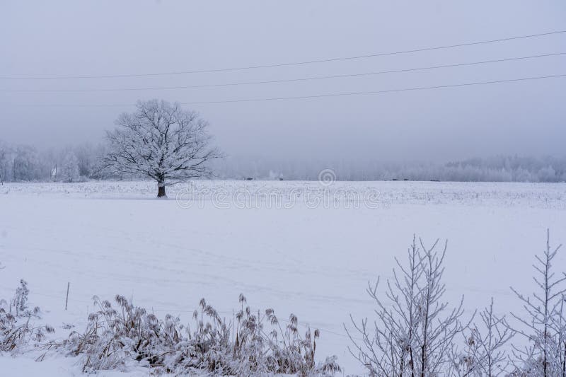 Winter View, Frost on Trees, Rural Landscape Stock Image - Image of ...