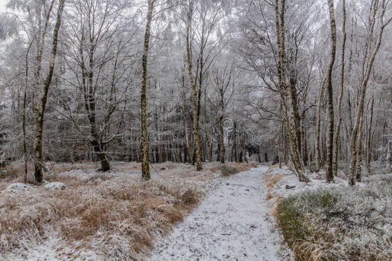 Winter View of a Path through a Birch Forest in the Czech Republ Stock ...