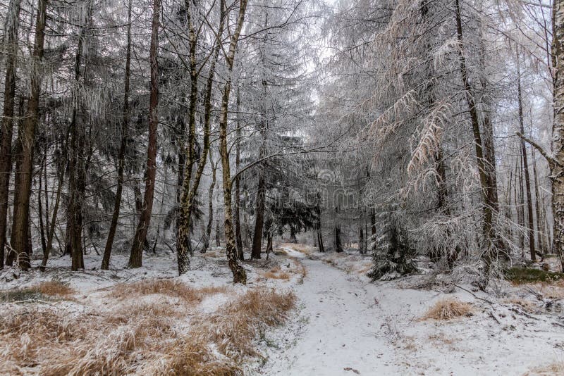 Winter View of a Path through a Forest in the Czech Republ Stock Photo ...