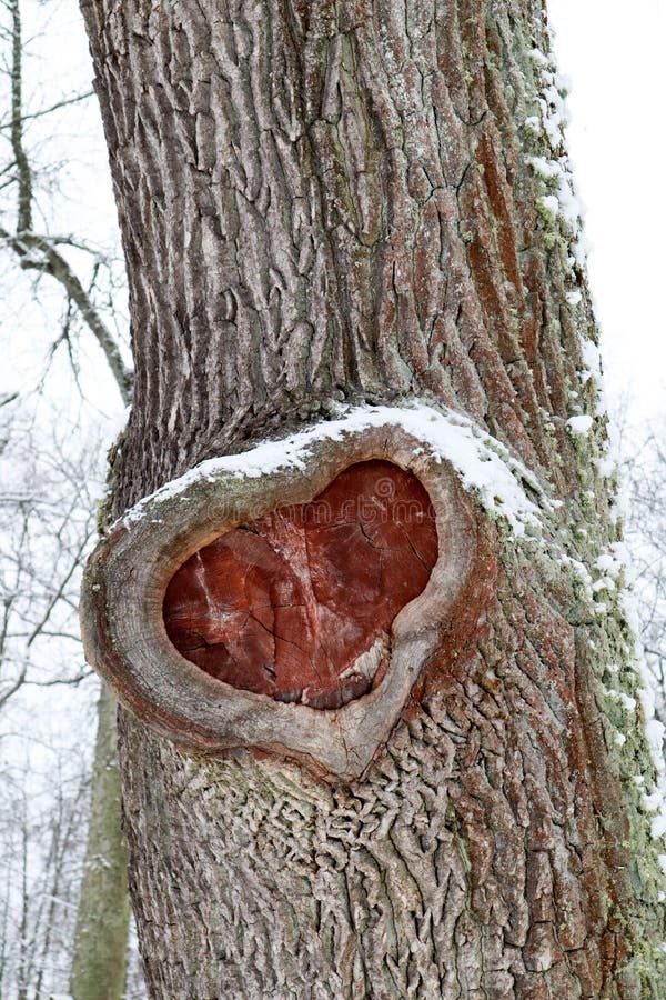 Winter View of the Saw Cut on a Tree in the Form of a Heart Stock Photo ...