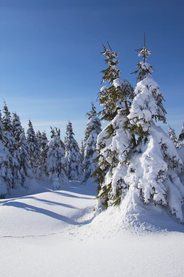 Winter View of Snow Covered Mountain and Trees Stock Image - Image of ...