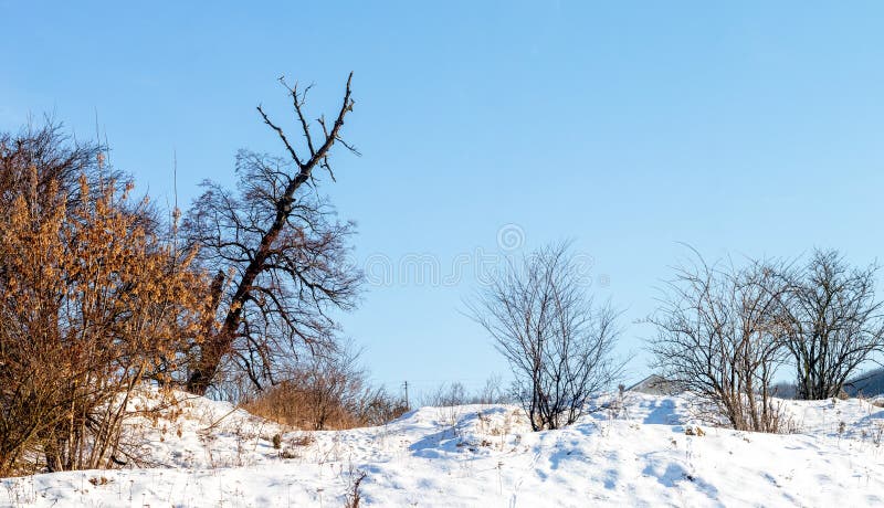 Winter View with Trees and Bushes in Sunny Weather Stock Photo - Image ...