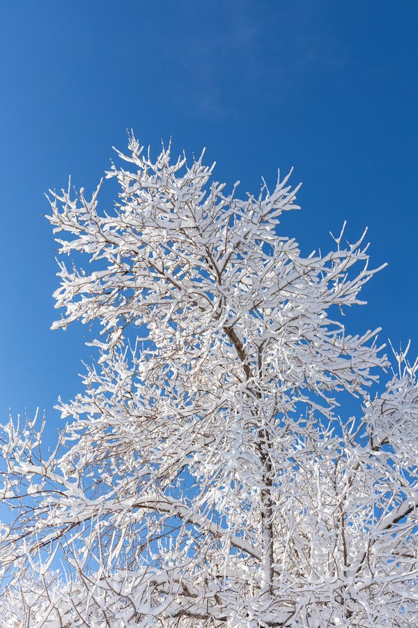 Winter View of Trees Covered by Snow Stock Image - Image of cold, scene ...