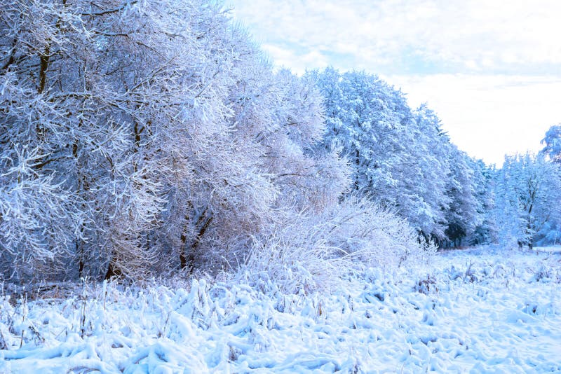 Winter. View of Trees Covered with Snow. Stock Image - Image of park ...