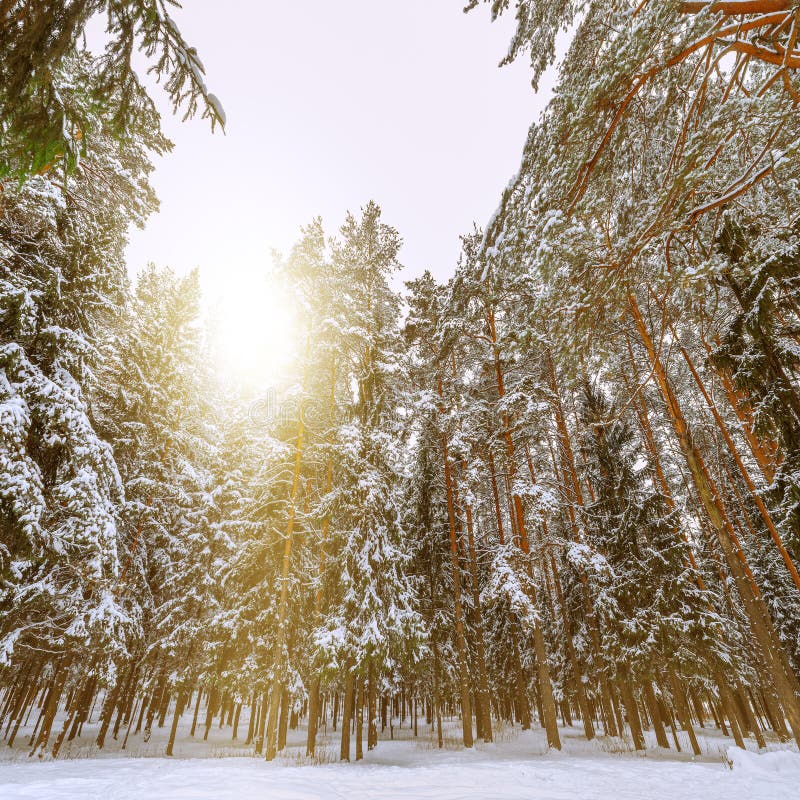 Winter view of the trees stock image. Image of cold, snowflakes - 60465327