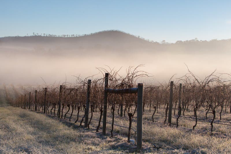 Winter Vines stock image. Image of vine, winter, vineyard - 32789219