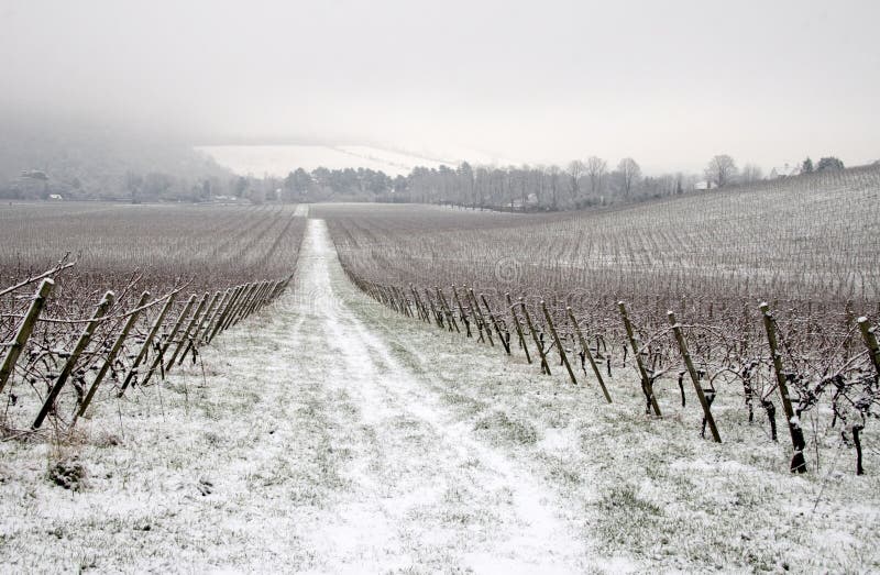 Winter in vineyard stock photo. Image of grape, covered - 1853990