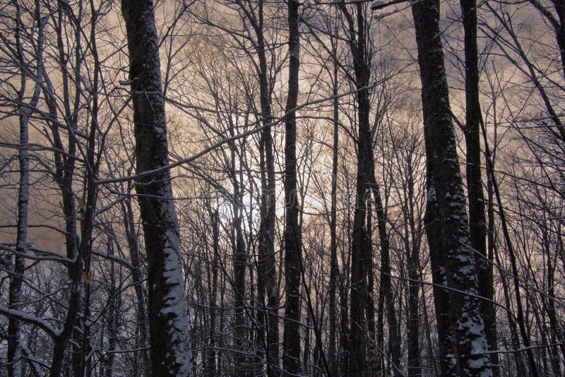 A Winter Walk in the Canadian Forest Stock Photo - Image of environment ...
