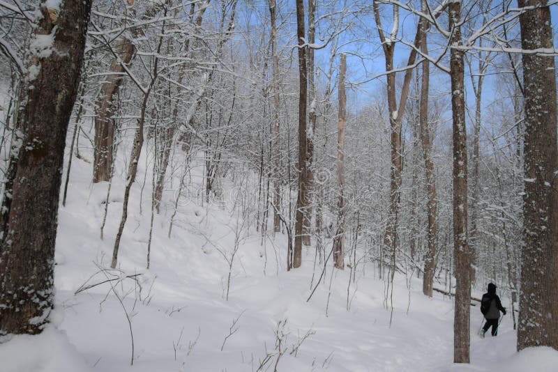 A Winter Walk in the Canadian Forest Stock Image - Image of tree ...