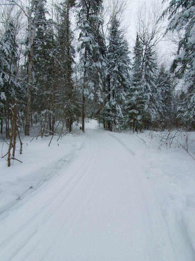 A Winter Walk in the Canadian Forest Stock Photo - Image of nature ...
