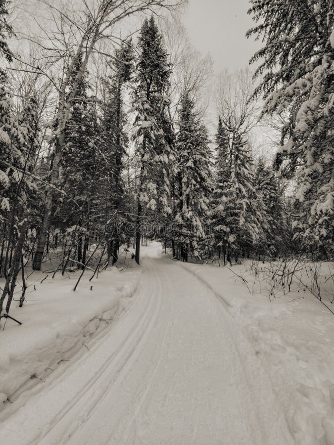 A Winter Walk in the Canadian Forest Stock Image - Image of trees ...