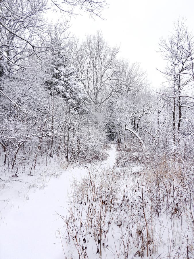 Winter Walk Trail through Nature after Snowstorm Stock Photo - Image of ...