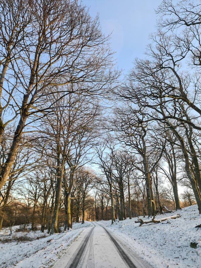 Winter Walk on the Road in the Woods Forest Snow White Cold Stock Photo ...